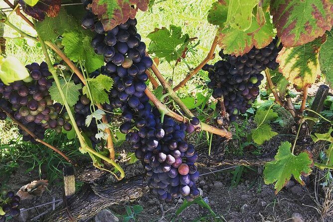 Northern Rhône Valley Wine tour from Lyon Half Day - Practical Considerations: What to Know Before Booking