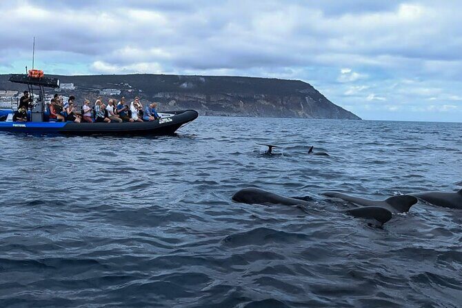 Observation of Dolphins and Whales with Marine Biologist in Arrábida - Analyzing the Value for Money