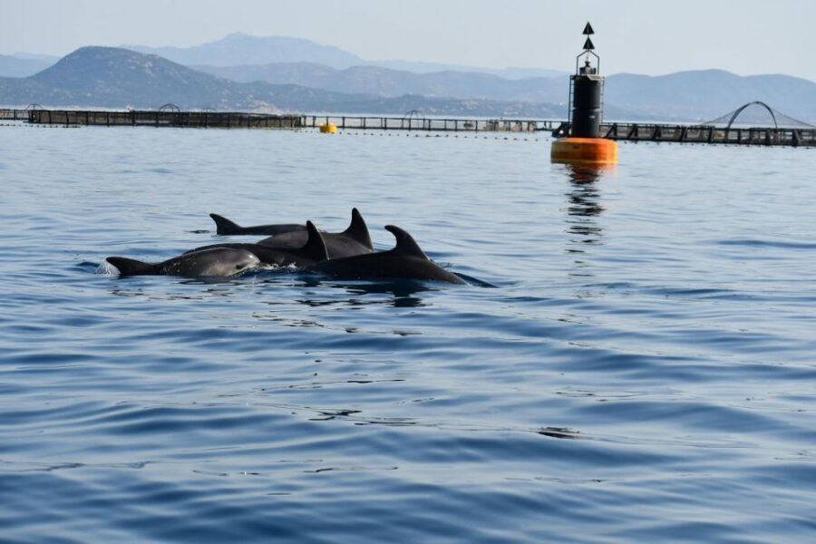 Olbia: Dolphin Watching and Snorkeling Boat Tour - Education & Conservation