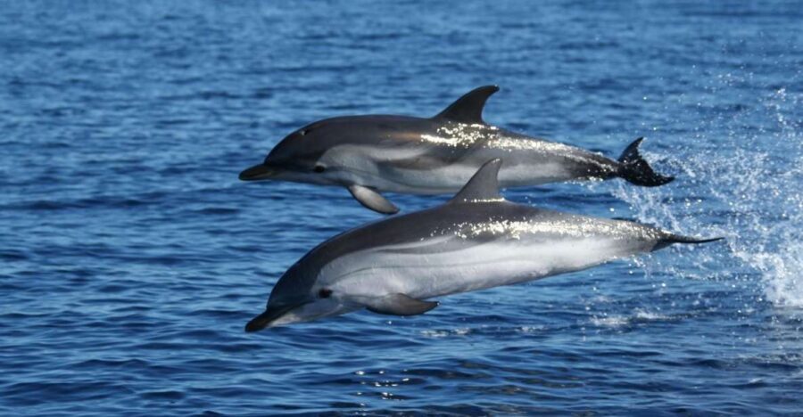 Olbia: Dolphin Watching & Snorkeling Boat Tour near Figarolo - The Itinerary and What You’ll Experience