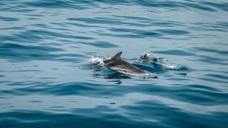 Olbia: Dolphin Watching & Snorkeling Boat Trip - Is It Worth the Price?