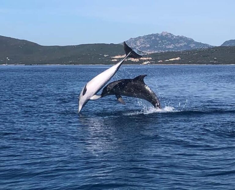 Olbia: Eco-Friendly Dolphin-Watching Boat Trip - What to Expect During the Tour