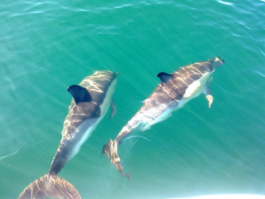 Olhão: Dolphin Observation - The Value of the Experience