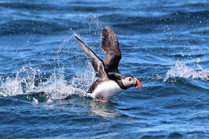 Original Big Whale Safari & Puffins Speedboat Tour from Húsavík - Final Thoughts