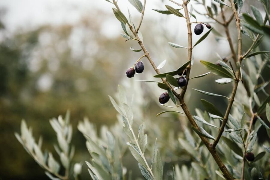 Ostuni: Olive Oil Tasting Tour - Practical Details: What to Expect