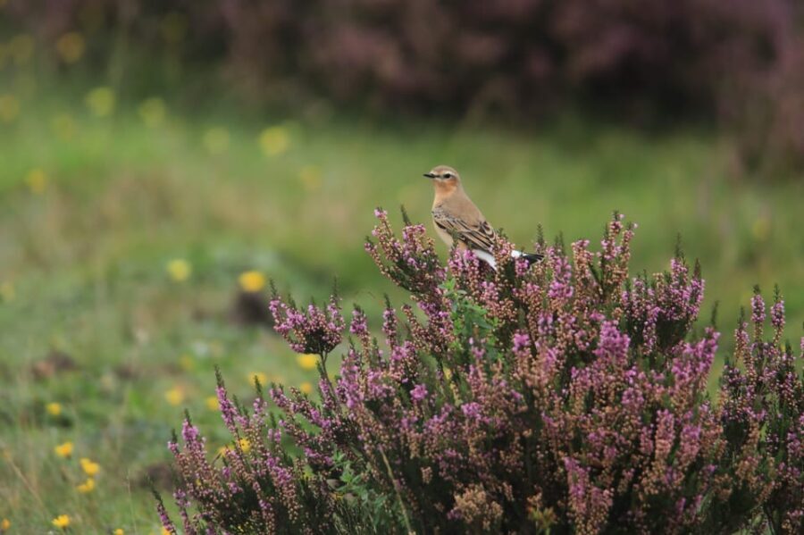 Otterlo: De Hoge Veluwe National Park Entry Ticket - What to Expect on Your Day Out
