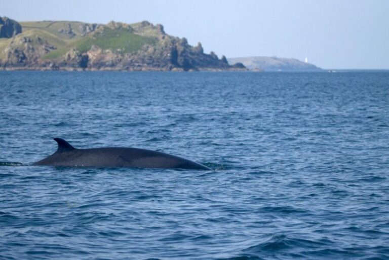 Padstow: Guided RIB Sealife Safari - The Value of the Experience