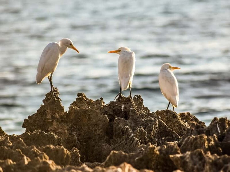 Paphos: Sea Star Cruise to Coral Bay - The Highlight: Coral Bay and the Swim Stop