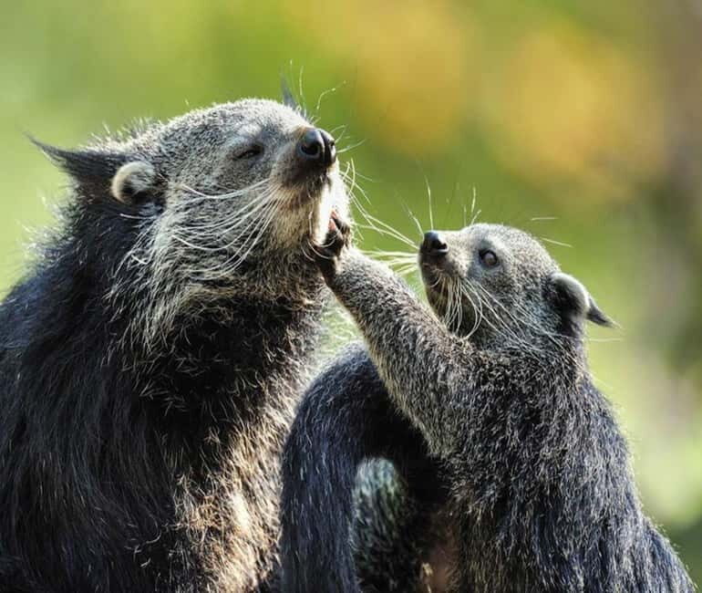 Paris: Ménagerie Zoo of Jardin des Plantes Entrance Ticket - Who Should Visit the Ménagerie Zoo?