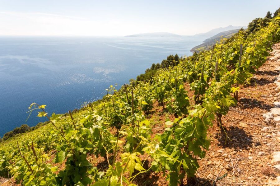 Peljeac Full-Day Wine and Food Tour from Dubrovnik - The Itinerary: What You Can Expect