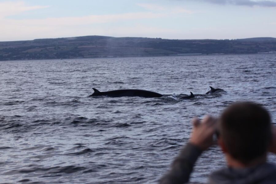 Penzance: Land's End Boat Tour with Wildlife Guides - What’s Included and Practical Info
