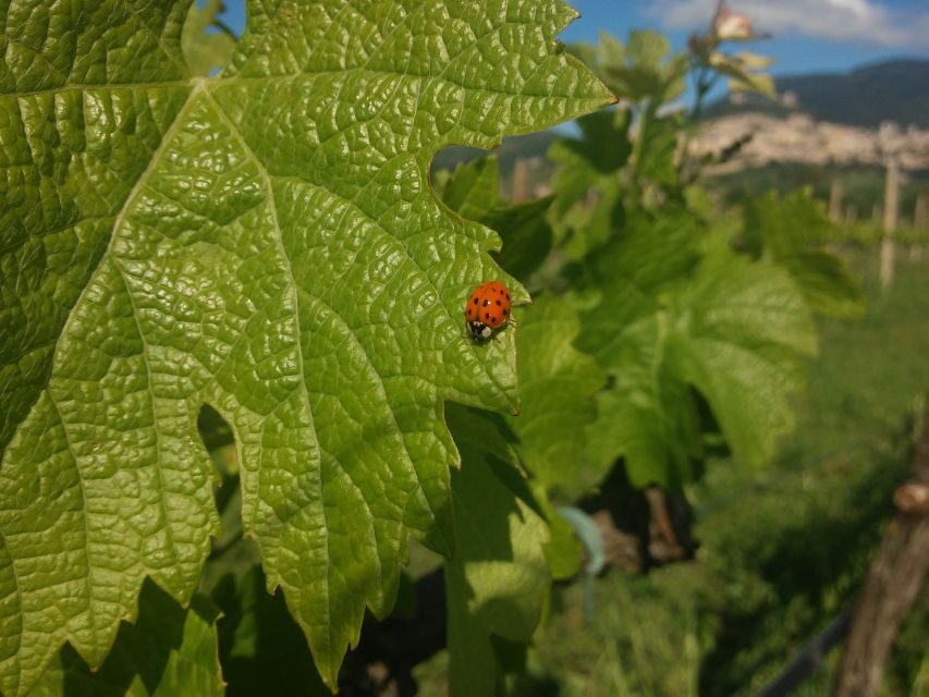 Pic nic Deluxe Assisi and wine tasting 5 wines - Who Will Love This Tour?