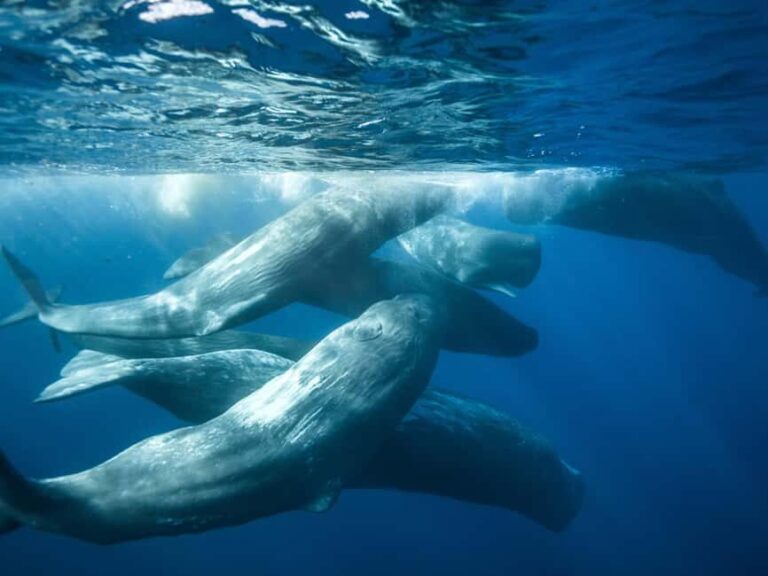 Pico Island: Whale Watching Experience from Lajes do Pico - Final Thoughts: Is It Worth It?