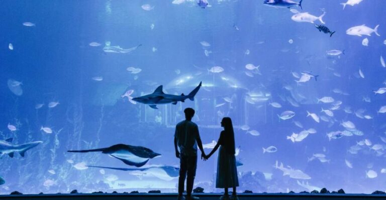 Poema del Mar Skip-the-Line Ticket - What to Expect: A Walkthrough of the Highlights