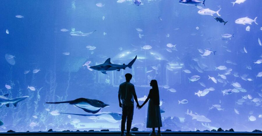 Poema del Mar Skip-the-Line Ticket - What to Expect: A Walkthrough of the Highlights