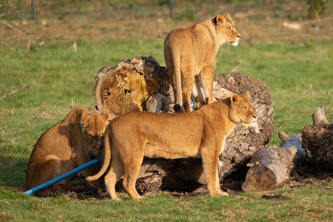 Port Lympne Day Ticket - Practical Considerations