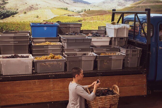 Porto: Wine Experience Museum with 3 Wine Tastings - The Sampling Experience: What You’ll Taste