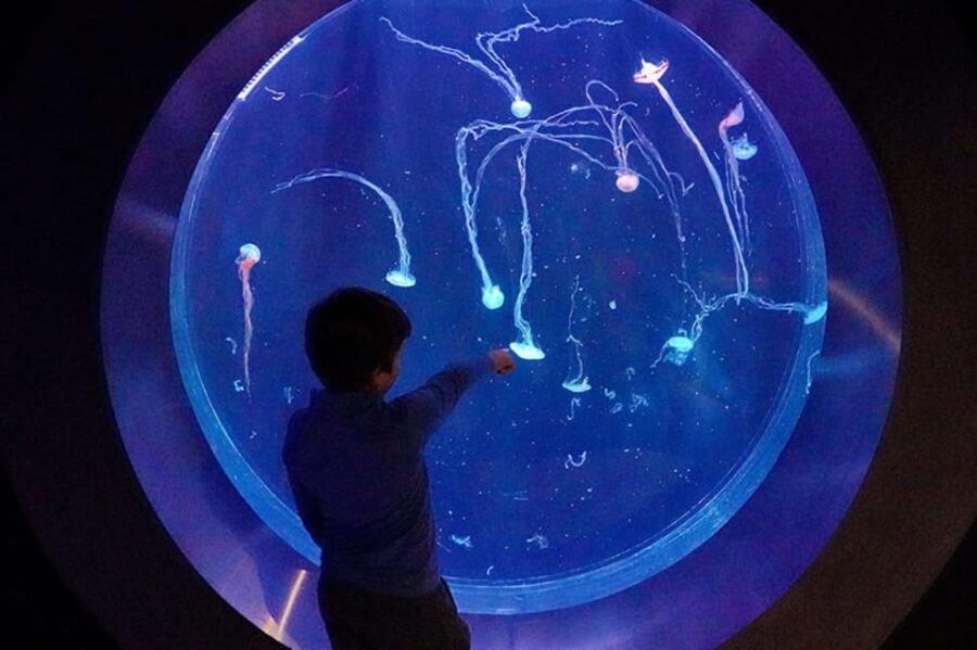 Prague: The World Of Jellyfish Entry Ticket w/ Drink - A Detailed Breakdown of the Visit