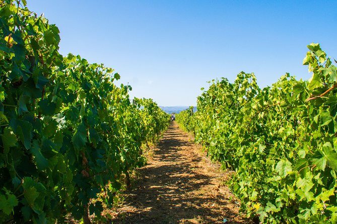 Premium Private Douro Tour: 3 Wineries with Tastings & Lunch - Who Will Love This Tour?