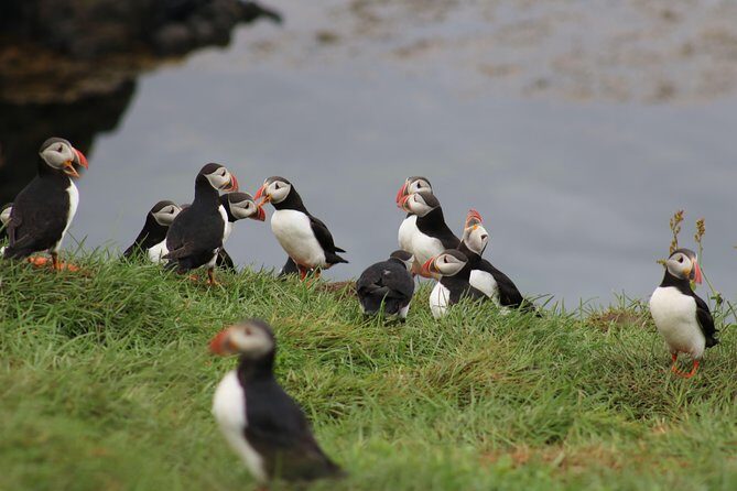 Premium Small-Group Puffin & Bird Watching tour from Reykjavík - An In-Depth Look at the Experience