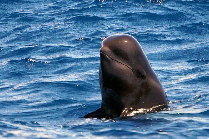 Private 2 hour Whale Watching Tour - The Experience in Detail: Step-by-Step