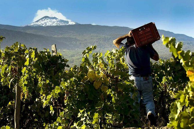 Private 6-Hour Tour of Three Etna Wineries with food&wine tasting - Final Thoughts: Why This Tour Is a Great Choice