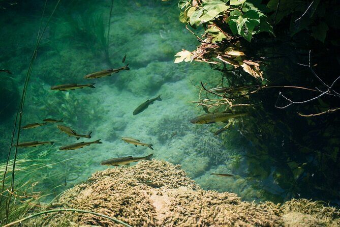 Private Full-Day Krka Waterfalls Tour with Wine Tasting - Detailed Breakdown of the Experience