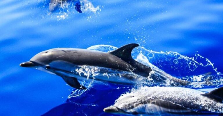 Puerto del Carmen: Dolphin-Watching Speedboat Tour with Swim - Who Will Love This Tour?