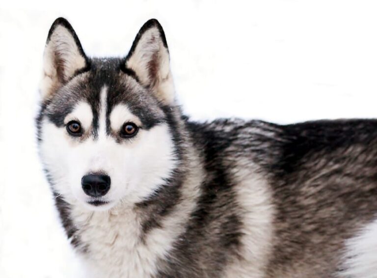 Pyhätunturi: Husky safari 5km including a farm visit - Who Should Consider This Tour?