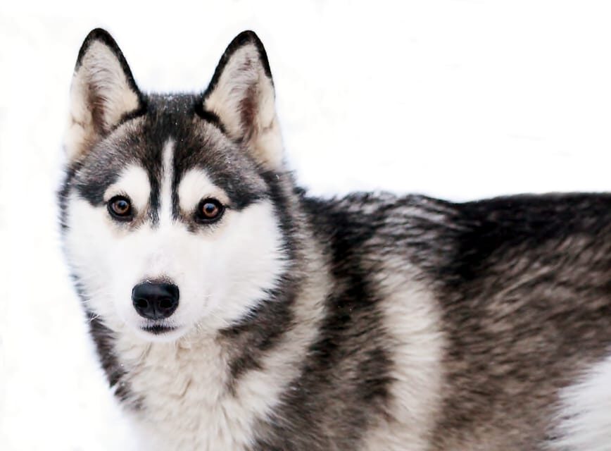 Pyhätunturi: Husky safari 5km including a farm visit - Who Should Consider This Tour?