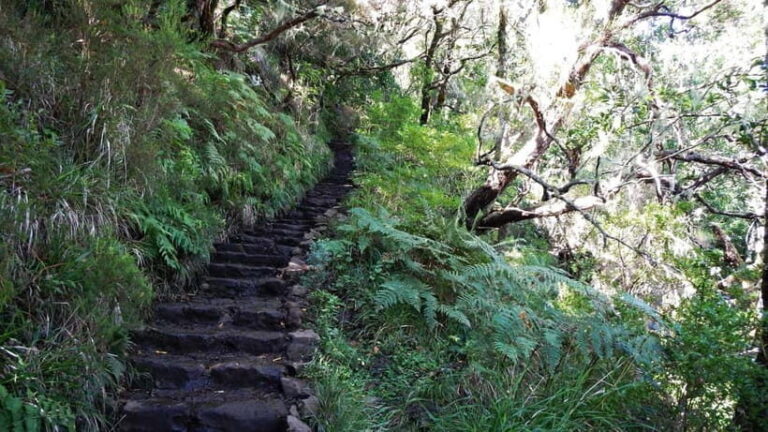 Rabaçal: 25 Fontes & Risco Levada Hiking Transfer - Authentic Insights from Reviewers