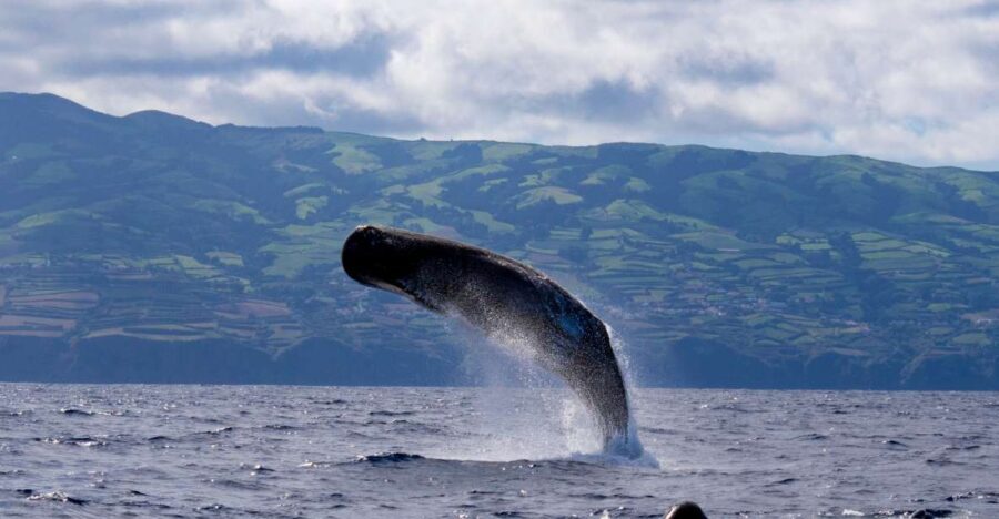 Rabo de Peixe: Sperm Whale Sanctuary Expedition - Who Will Love This Tour?