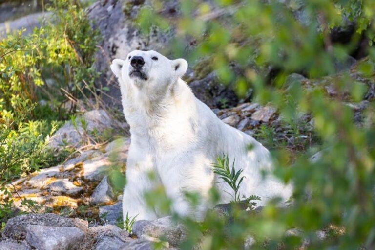 Ranua: Wildlife Park Entrance Ticket - What Makes Ranua Wildlife Park Special?