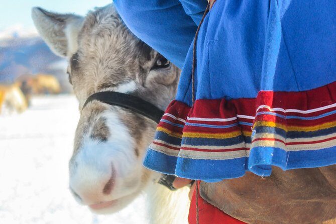 Reindeer Feeding and Sami Culture Including Lunch from Tromso - Practical Tips for Your Visit