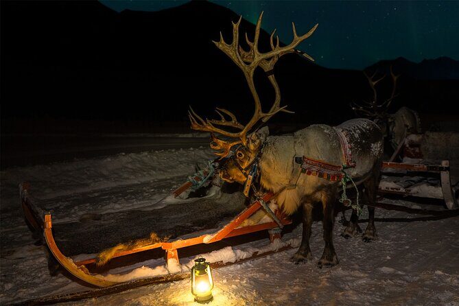 Reindeer Sledding and Feeding with Chance of Northern Lights Tromso - The Value for Money