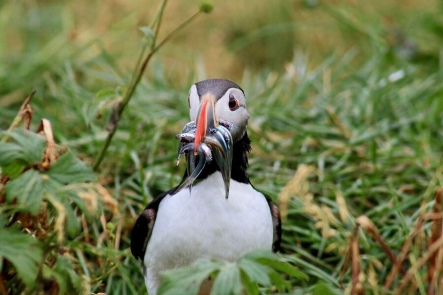 Reykjavik: 1-Hour Puffin Watching Tour - Why This Tour Works Well
