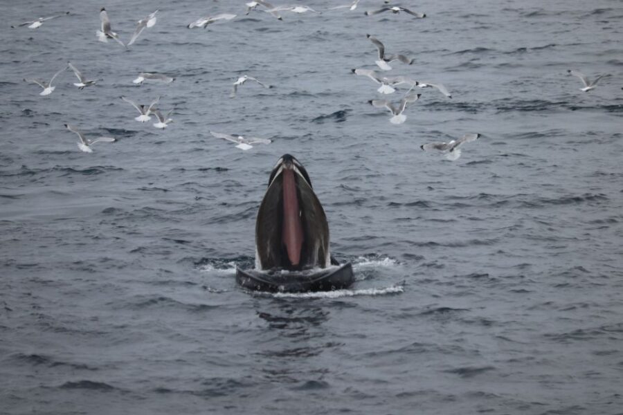 Reykjavik: Best Value Whale Watching Boat Tour - The Itinerary in Detail