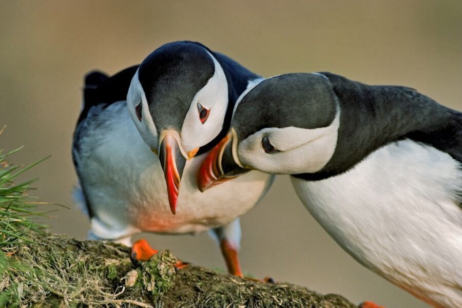 Reykjavik: Puffin Watching Boat Tour - Why This Tour Works for Travelers