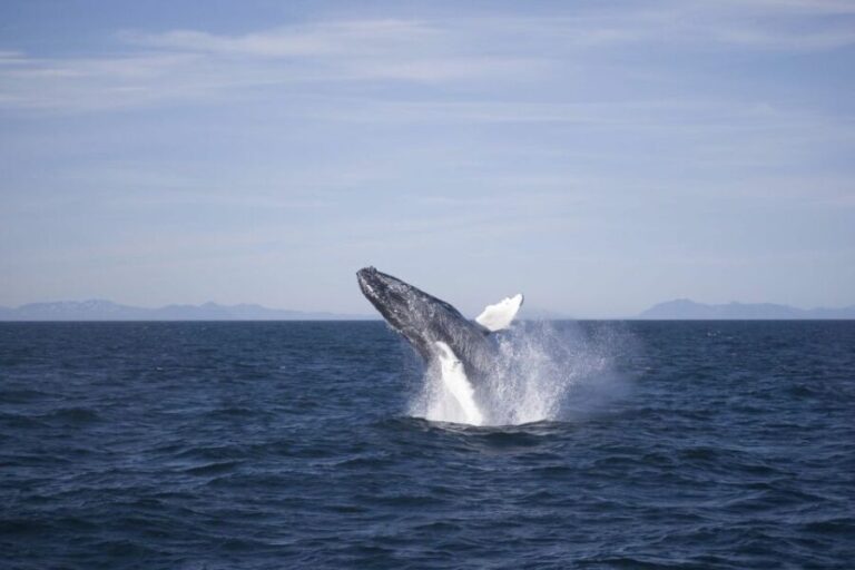 Reykjavik: the Original 3-Hour Whale Watching Tour - Price and Value