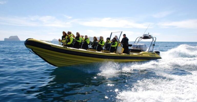 Reykjavik: Whale Watching by RIB Speedboat - Value for Money and Overall Impression