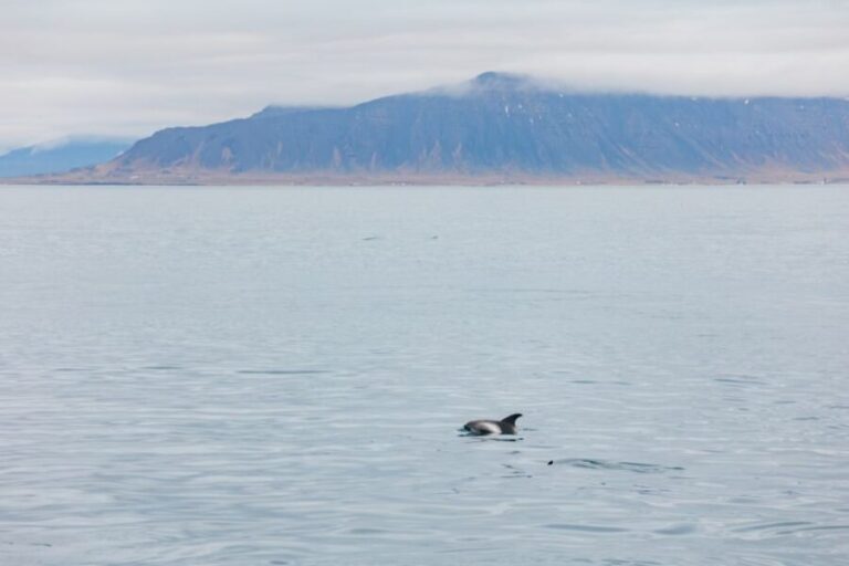Reykjavík: Whale Watching Cruise on the Amelia Rose Yacht - FAQ
