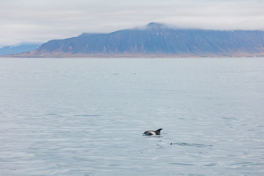 Reykjavík: Whale Watching Cruise on the Amelia Rose Yacht - FAQ