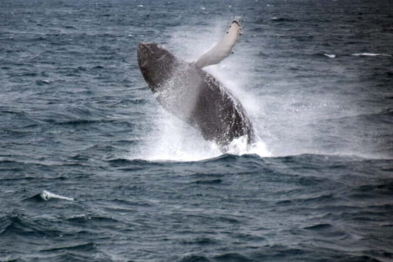 Reykjavik: Whale Watching Express - The Value and Price Point