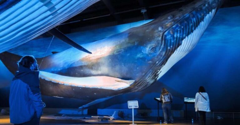 Reykjavik: Whale Watching Tour, Whales of Iceland Exhibition - Who Is This Tour Best For?