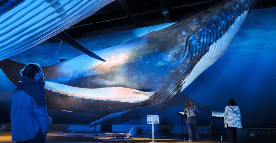 Reykjavik: Whale Watching Tour, Whales of Iceland Exhibition - Who Is This Tour Best For?