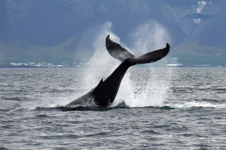 Reykjavik: Whale Watching Tour with Expert Guide - Who Should Book This Tour?