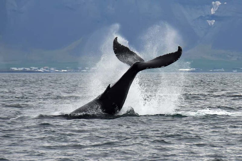 Reykjavik: Whale Watching Tour with Expert Guide - Who Should Book This Tour?