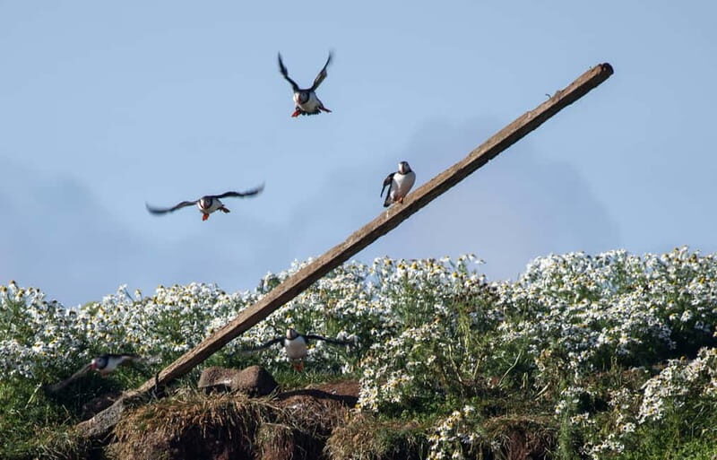 Reykjavik: Whales and Puffins Express Cruise Combo Tour - The Puffin Tour: Close Encounters with Little Birds