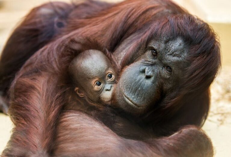 Rhenen: Ouwehands Zoo Entry Ticket - The Panda and Koala Encounters