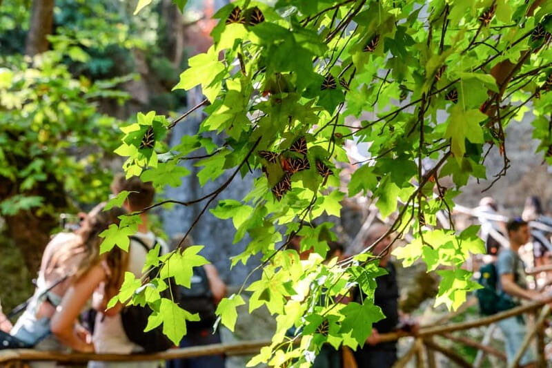 Rhodes: Butterfly Valley Half-Day Bus Trip - Final Thoughts: Is It Worth It?